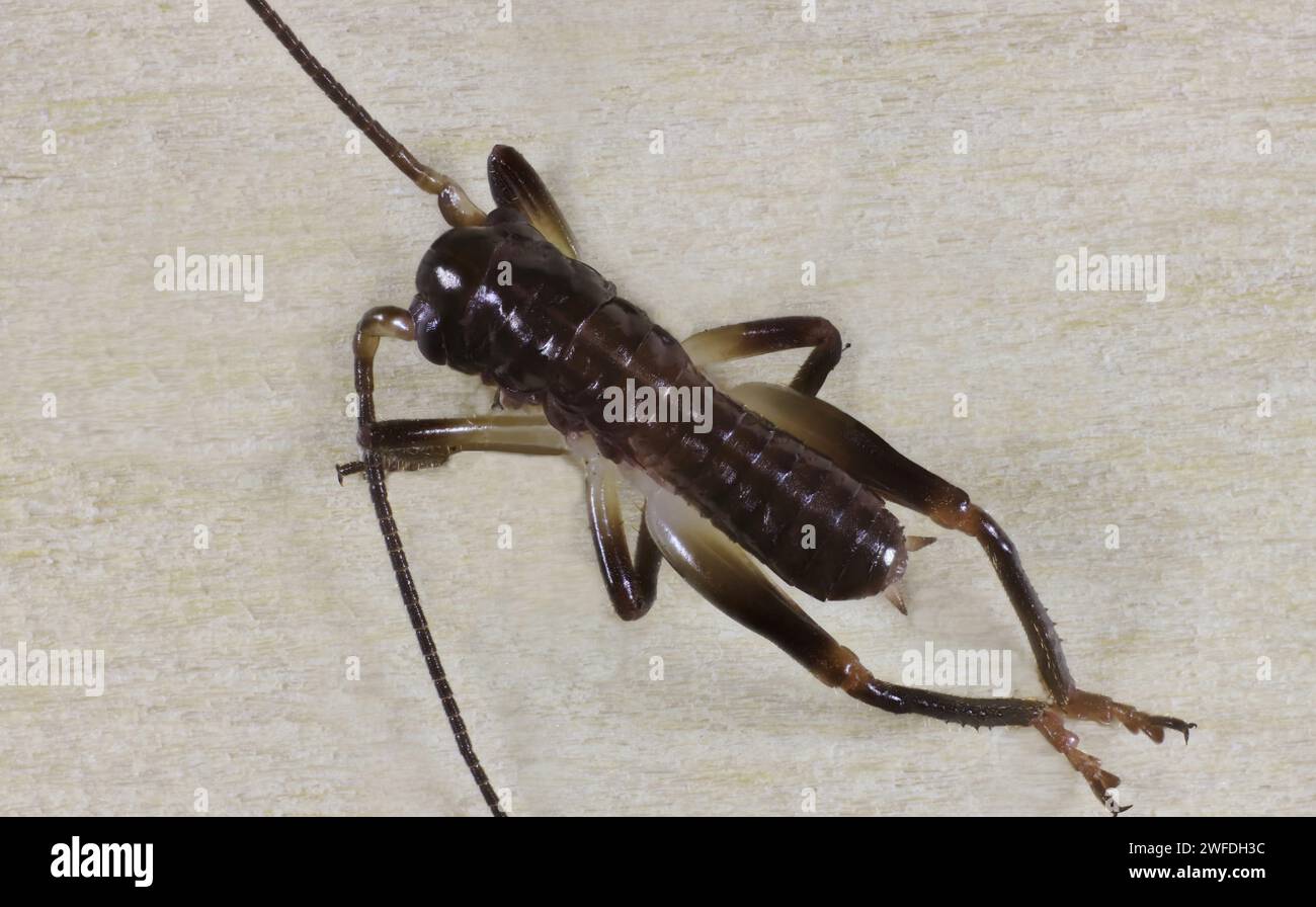 Cricket close up hi-res stock photography and images - Alamy