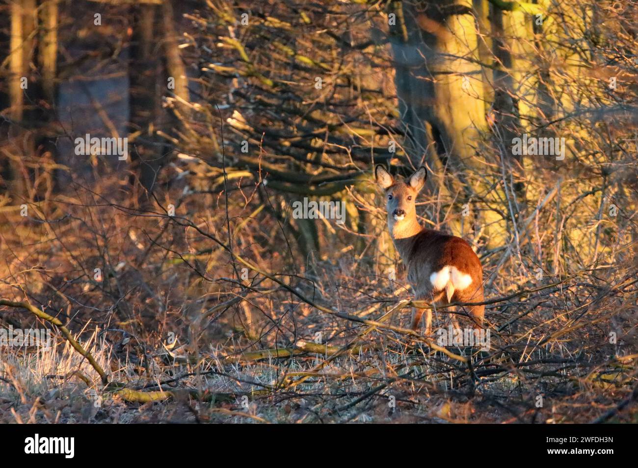 Deer in winter coat hi-res stock photography and images - Alamy