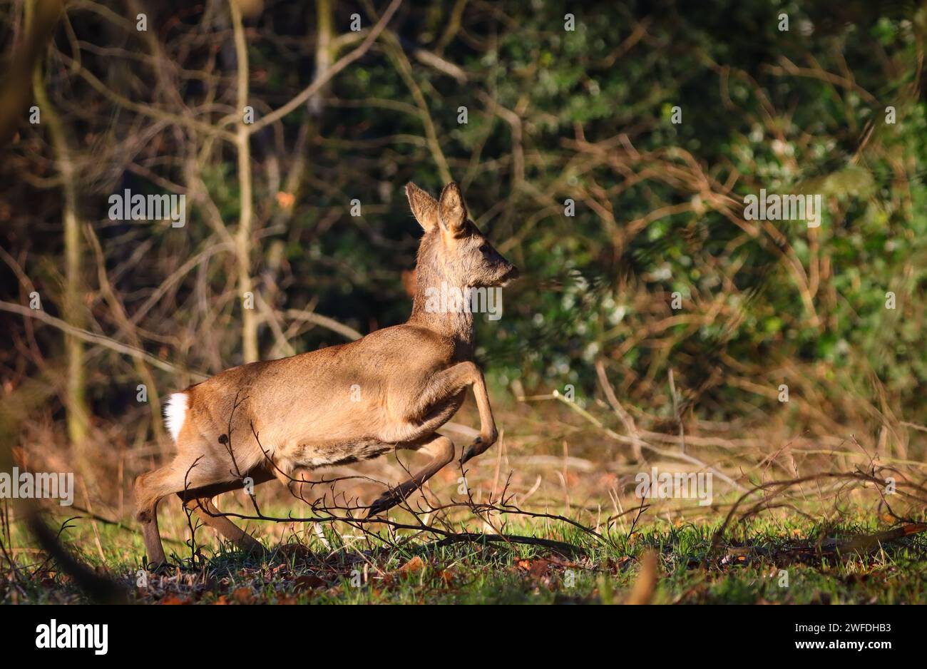 Jumping deer hi-res stock photography and images - Alamy