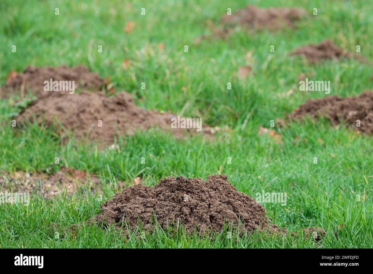 Soft mud from mole tunnel hi-res stock photography and images - Alamy