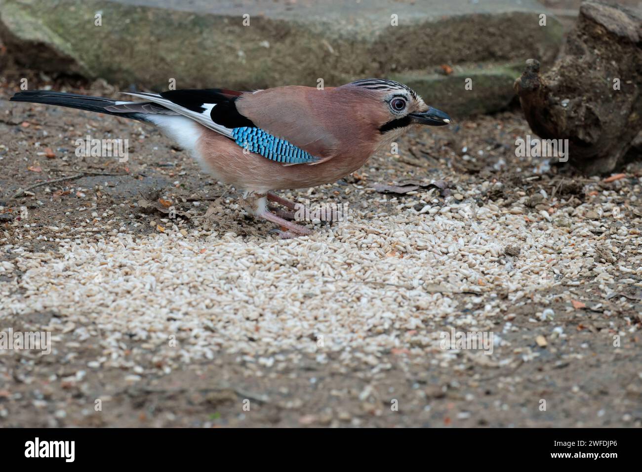 Jay Garrulus glandarius, pinkish buff plumage streaked crown white rump ...