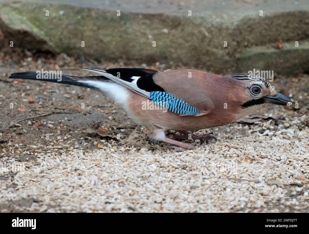 Jay Garrulus glandarius, pinkish buff plumage streaked crown white rump ...