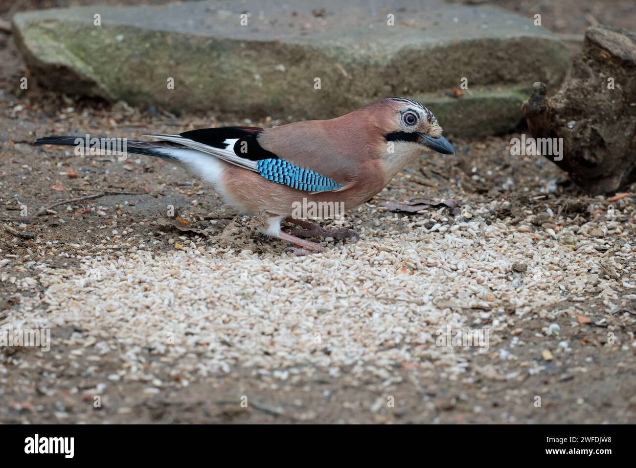 Jay Garrulus glandarius, pinkish buff plumage streaked crown white rump ...