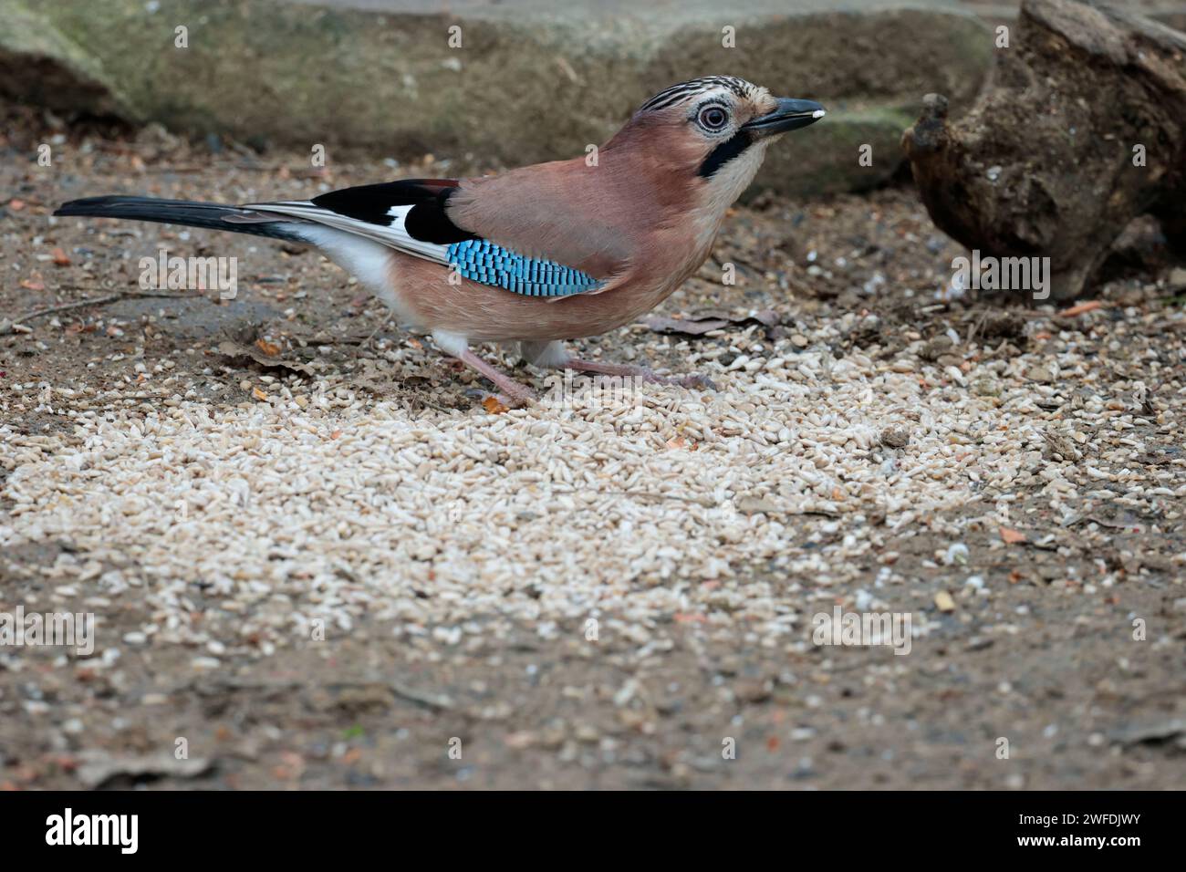 Jay Garrulus glandarius, pinkish buff plumage streaked crown white rump ...
