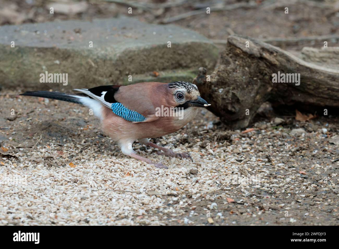 Jay Garrulus glandarius, pinkish buff plumage streaked crown white rump ...