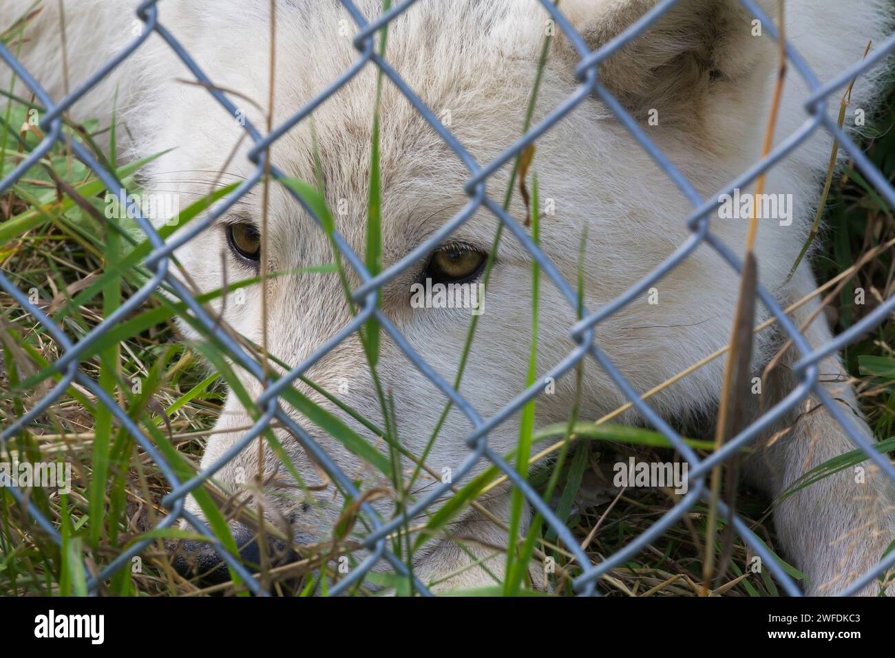 Canis lupus - White Wolf photographed in captivity through wire mesh ...