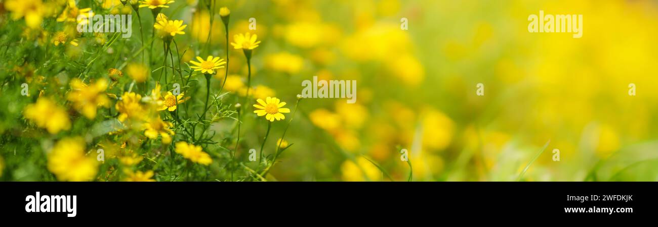 Closeup of mini yellow flower under sunlight with copy space using as ...