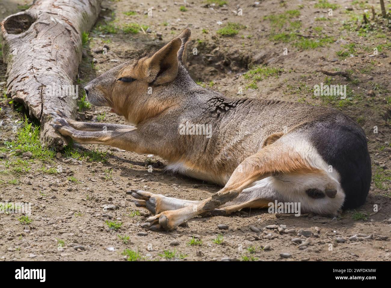 Dolichotis patagonum - Patagonian Mara in captivity at an animal refuge ...