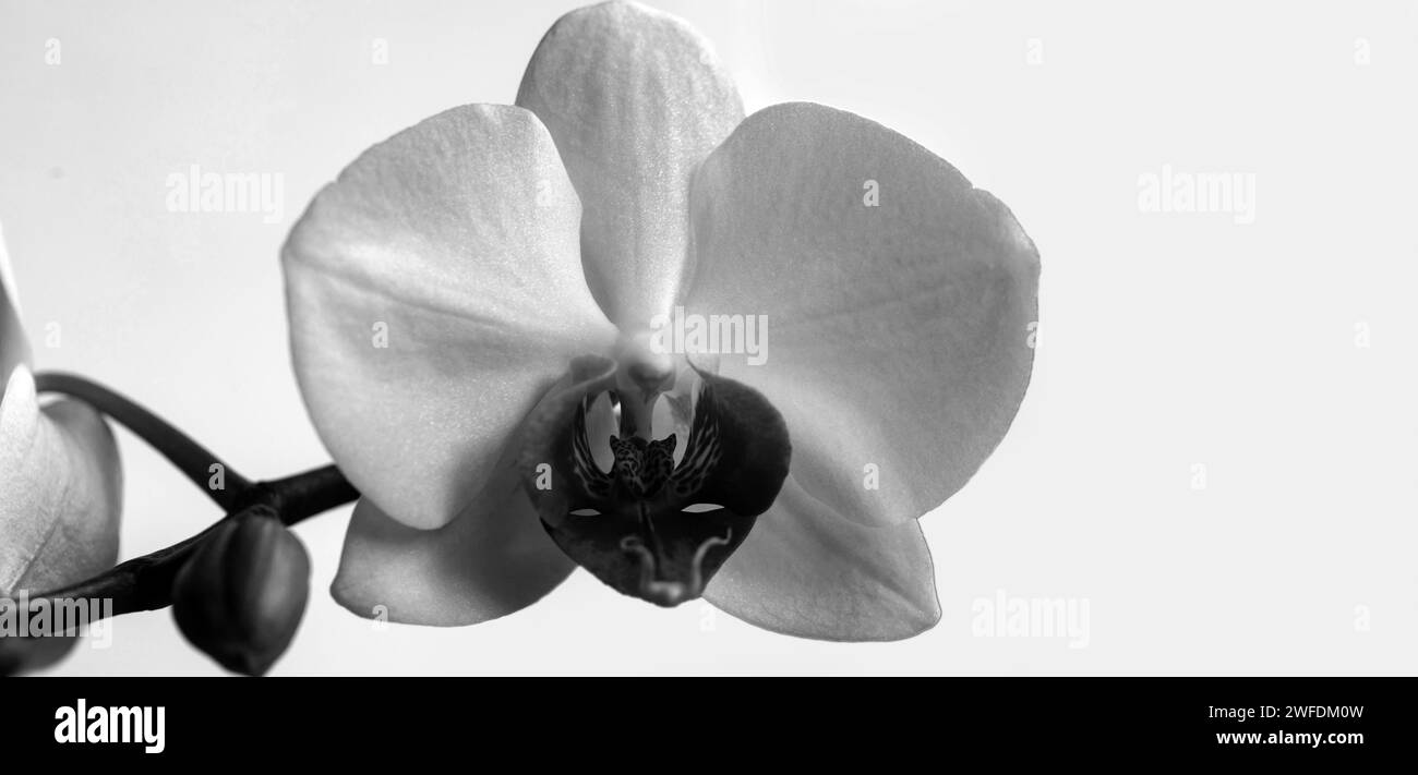 Petal cosmetics Black and White Stock Photos & Images - Alamy
