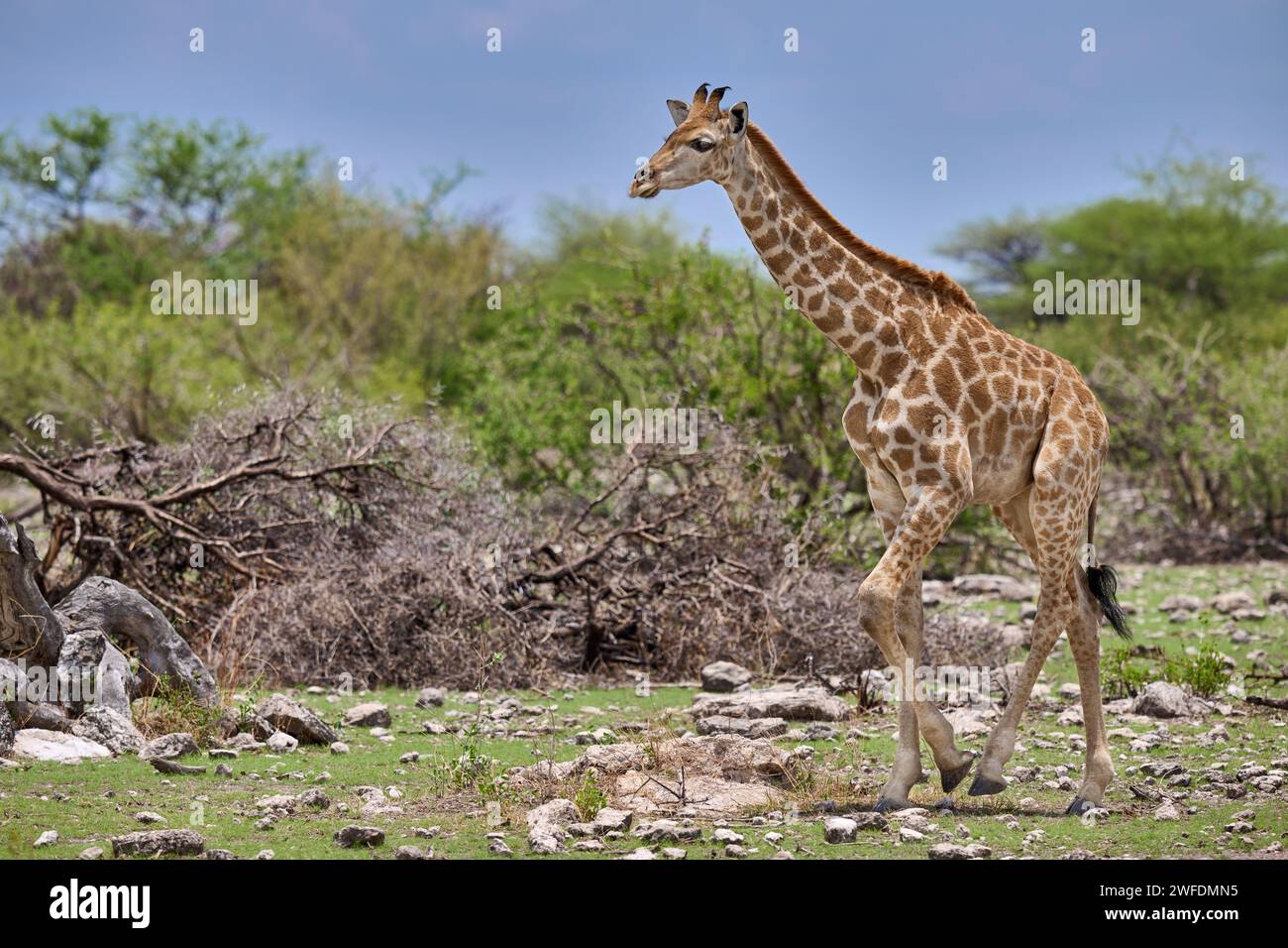 Angola tiere hi-res stock photography and images - Alamy