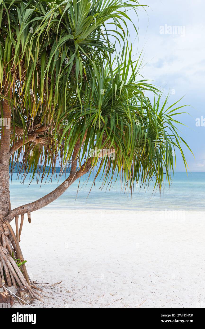 The tropical plant of Pandanus tectorius grow on the beach with blue ...