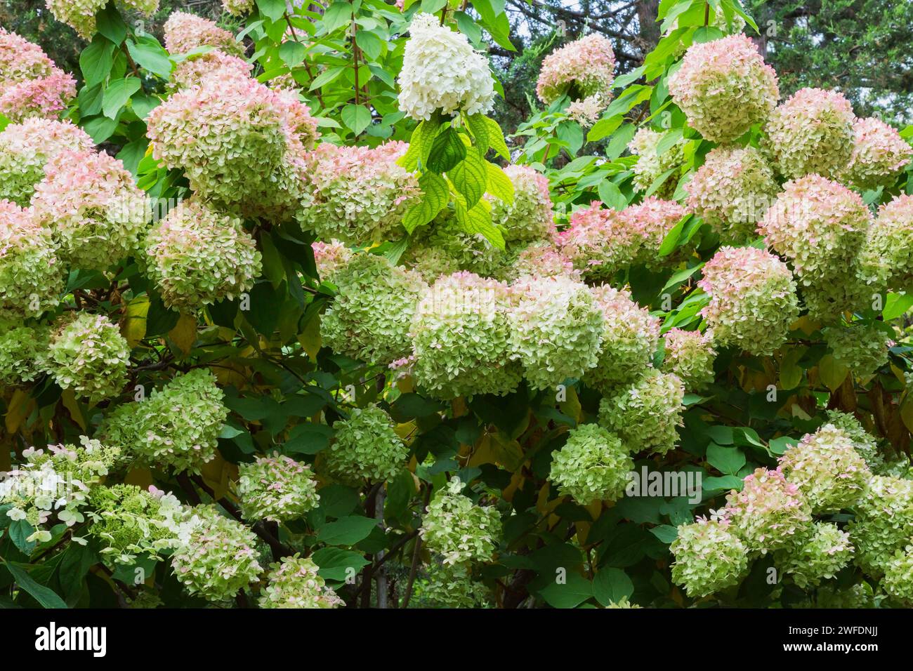 Hydrangea shrub with pink tinged and lime green flowerheads in autumn ...