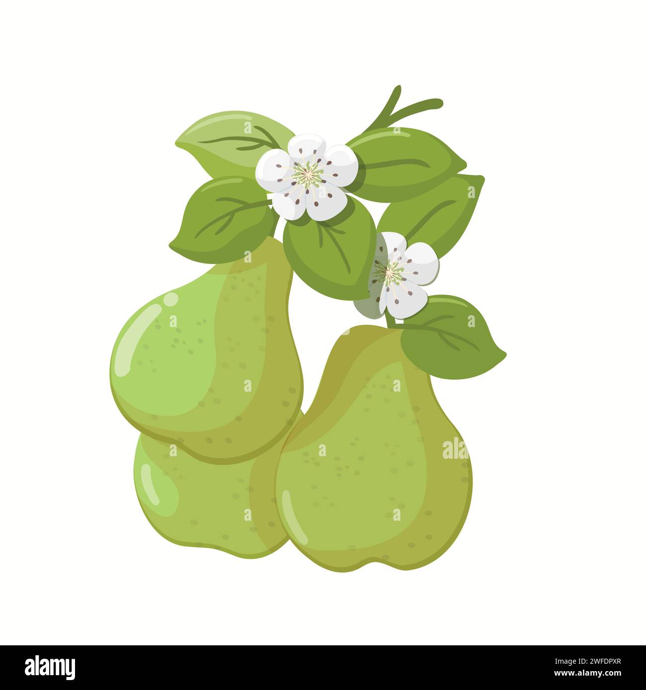 Green tree juicy pears Stock Vector Images - Alamy