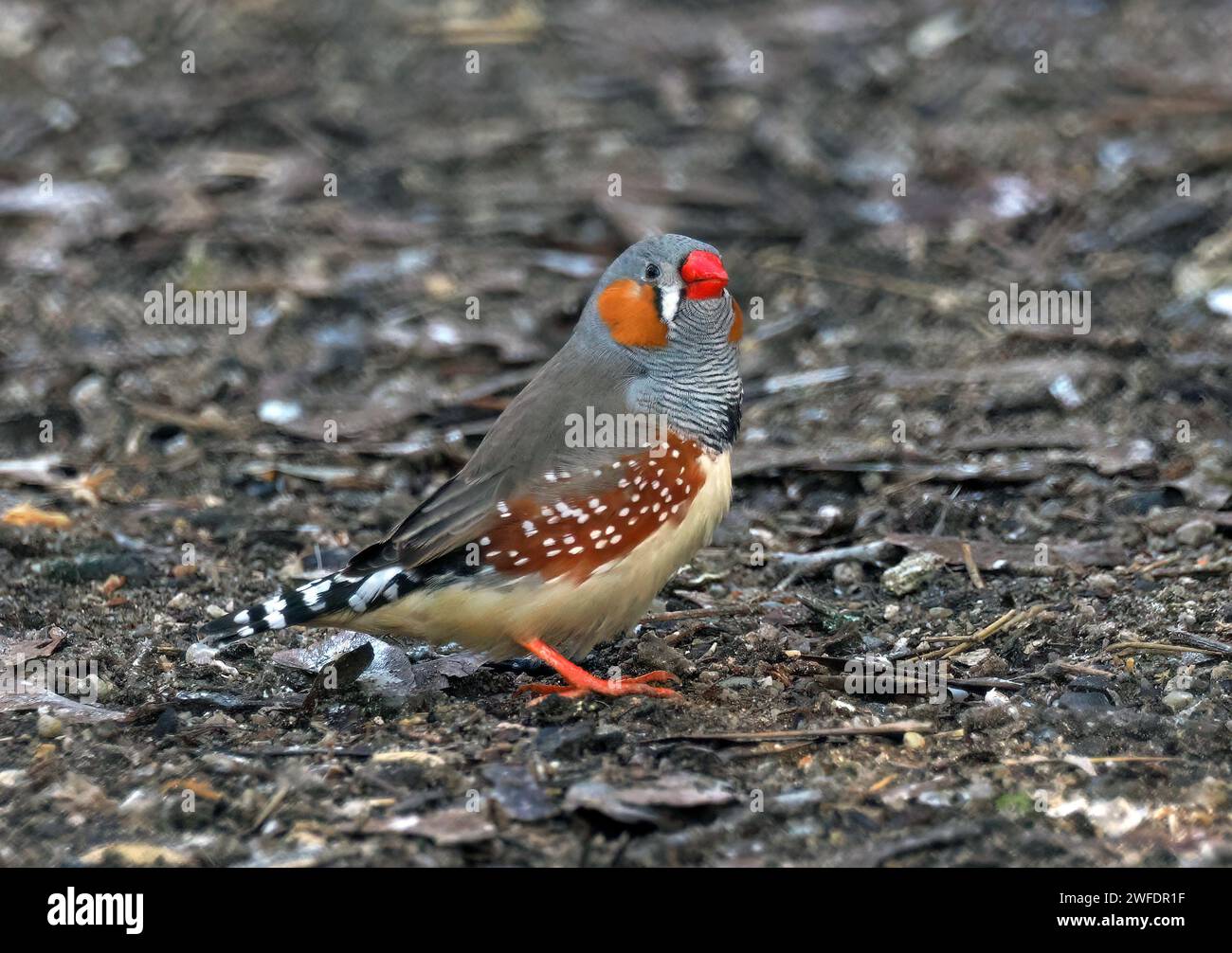 Australian zebra finch (male), Australische Zebrafink, Diamant mandarin ...