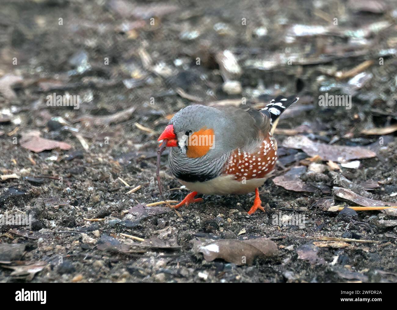 Australian zebra finch (male), Australische Zebrafink, Diamant mandarin ...