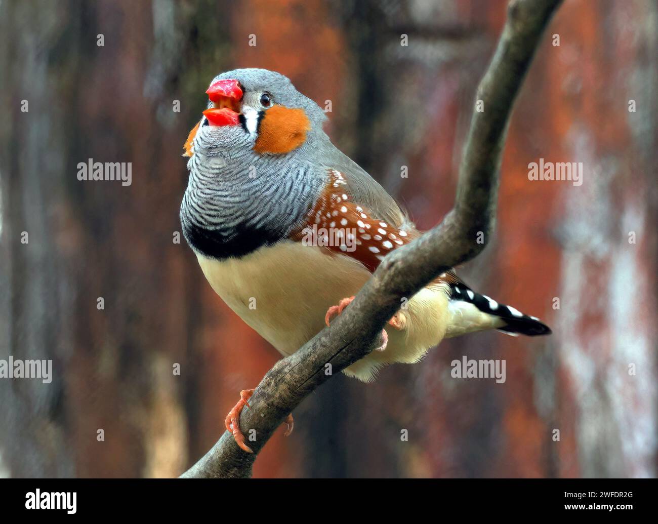 Australian zebra finch (male), Australische Zebrafink, Diamant mandarin ...