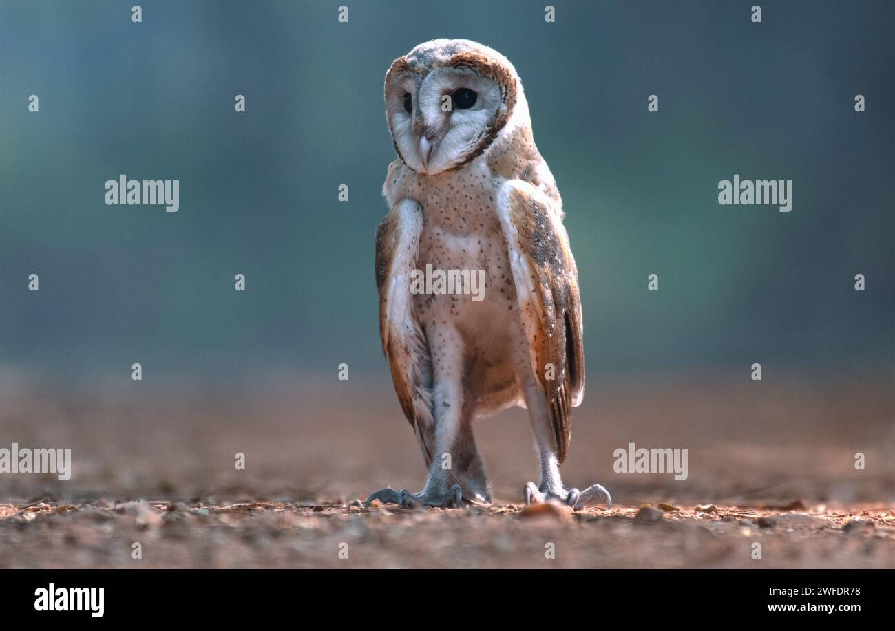 Barn owl beak open hi-res stock photography and images - Alamy