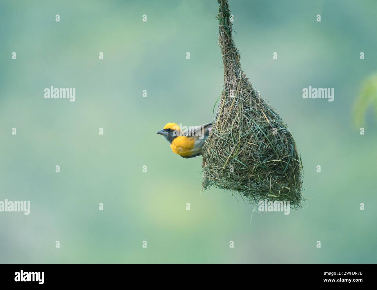 India jungle nest hi-res stock photography and images - Alamy