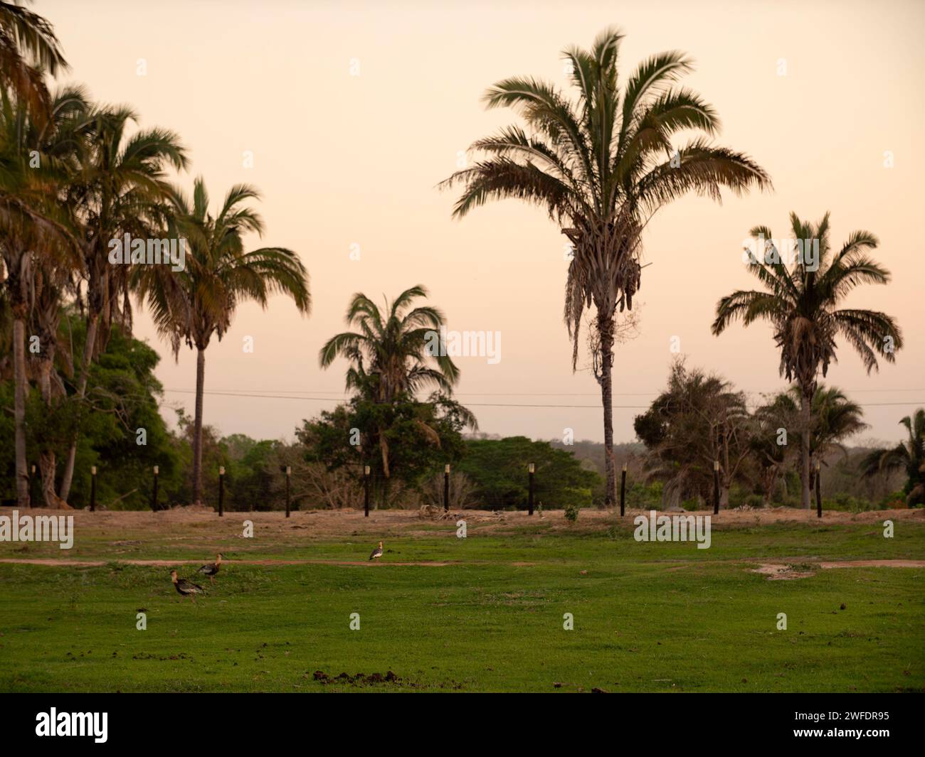 Sustainable farming brazil hi-res stock photography and images - Alamy