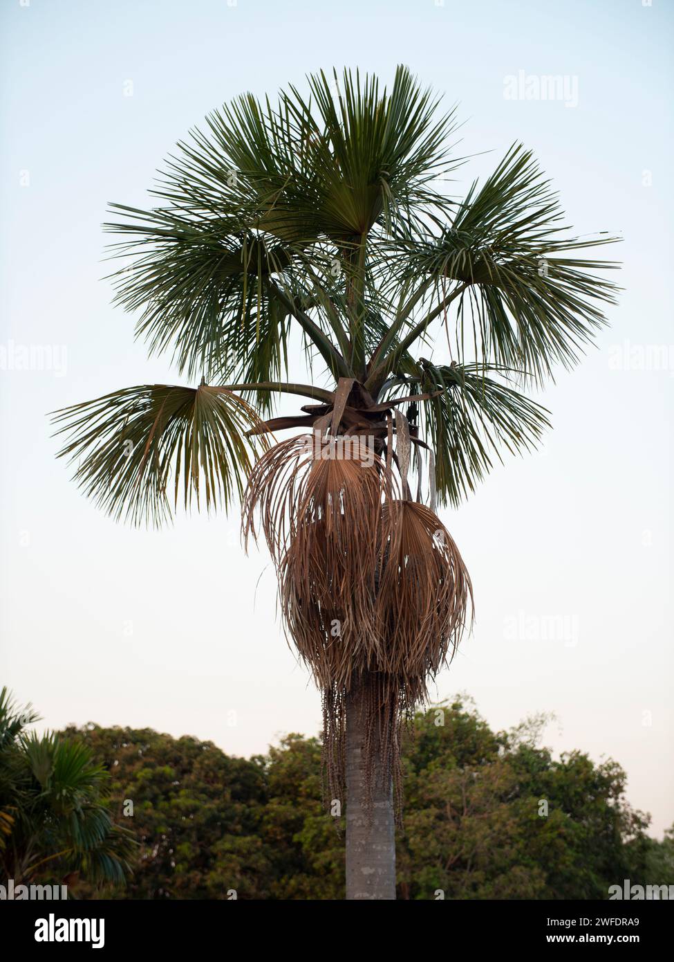 Brazilian palm tree hi-res stock photography and images - Alamy
