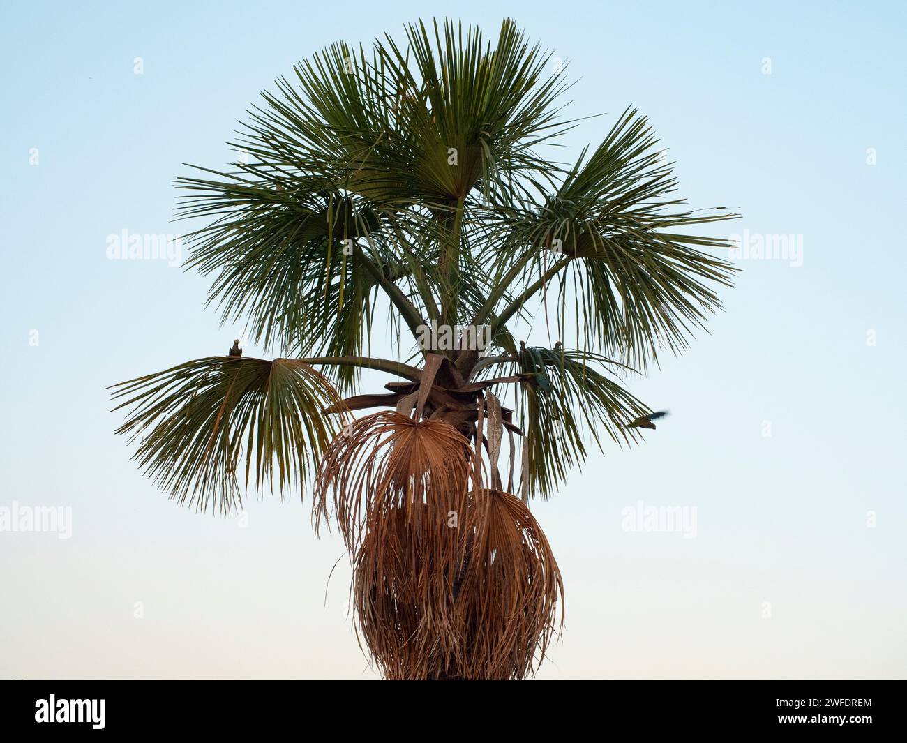 Brazilian palm tree hi-res stock photography and images - Alamy