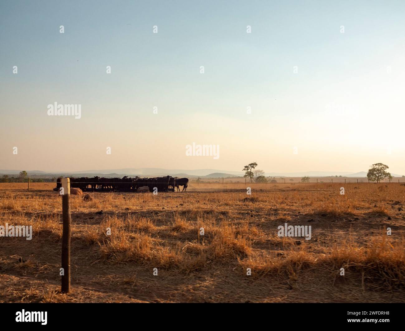 Cows are grazing on a dried out savannah in Brazil Stock Photo - Alamy