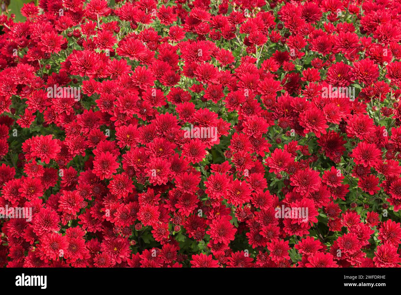 Crimson red flowers hi-res stock photography and images - Alamy