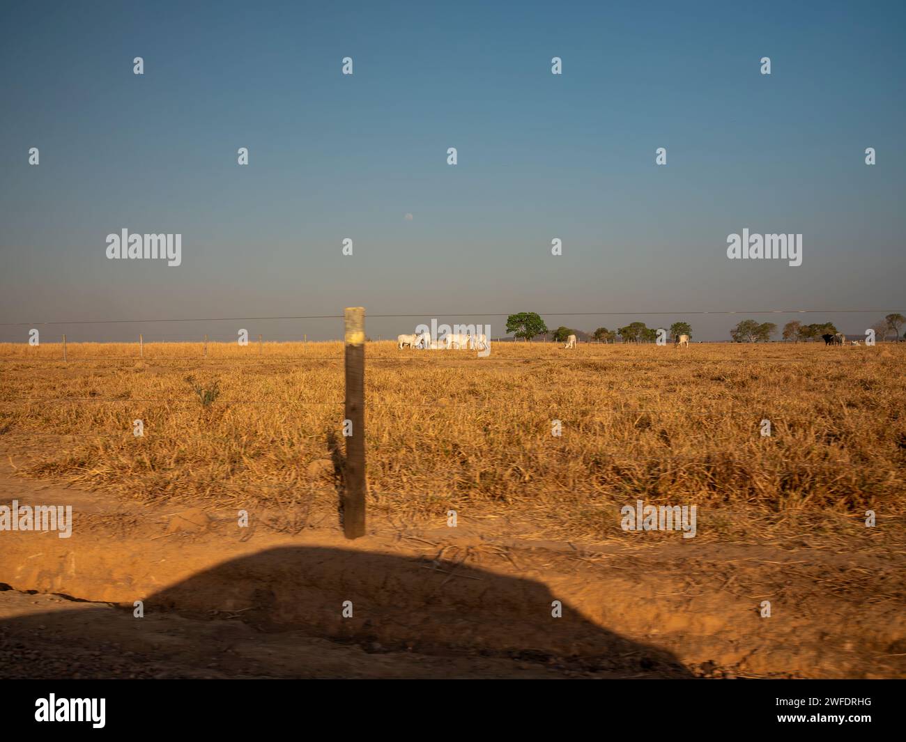 Cows are grazing on a dried out savannah in Brazil Stock Photo - Alamy