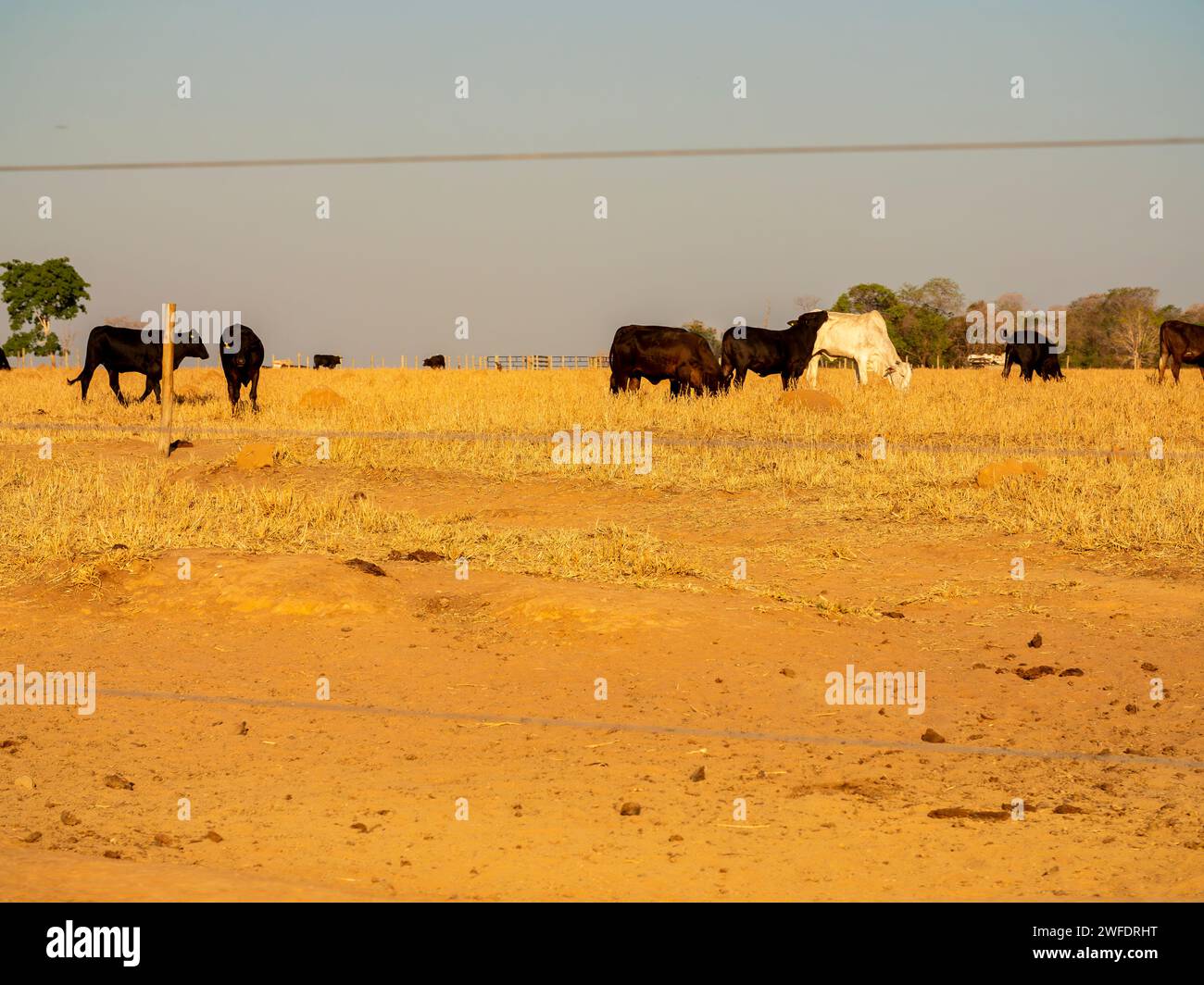 Livestock in brazil hi-res stock photography and images - Alamy
