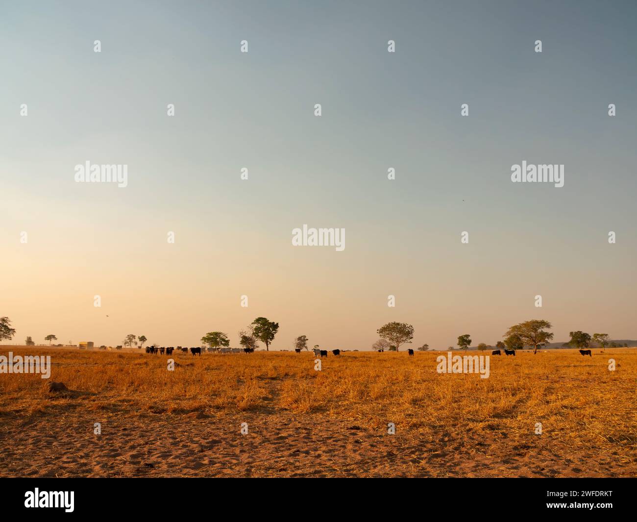 Cows are grazing on a dried out savannah in Brazil Stock Photo - Alamy