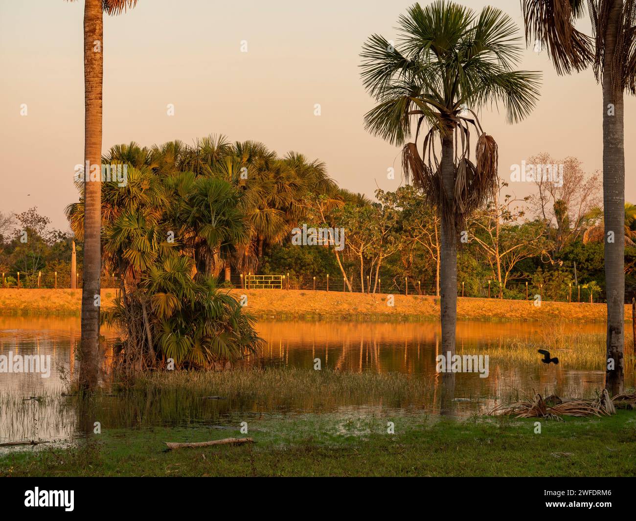 Sunset around the pond on a farm in rural Brazil Stock Photo - Alamy