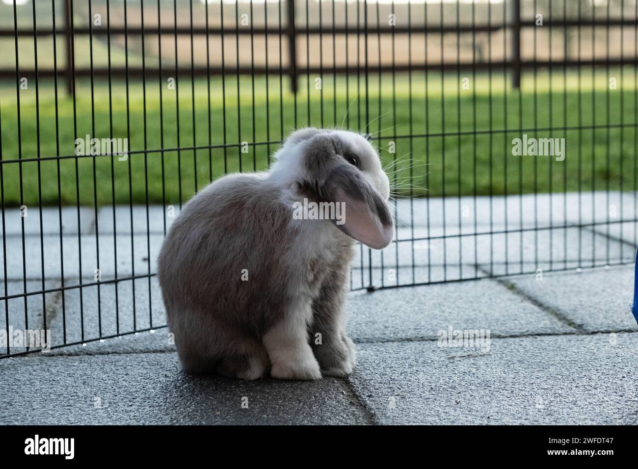 Minilop hi-res stock photography and images - Alamy