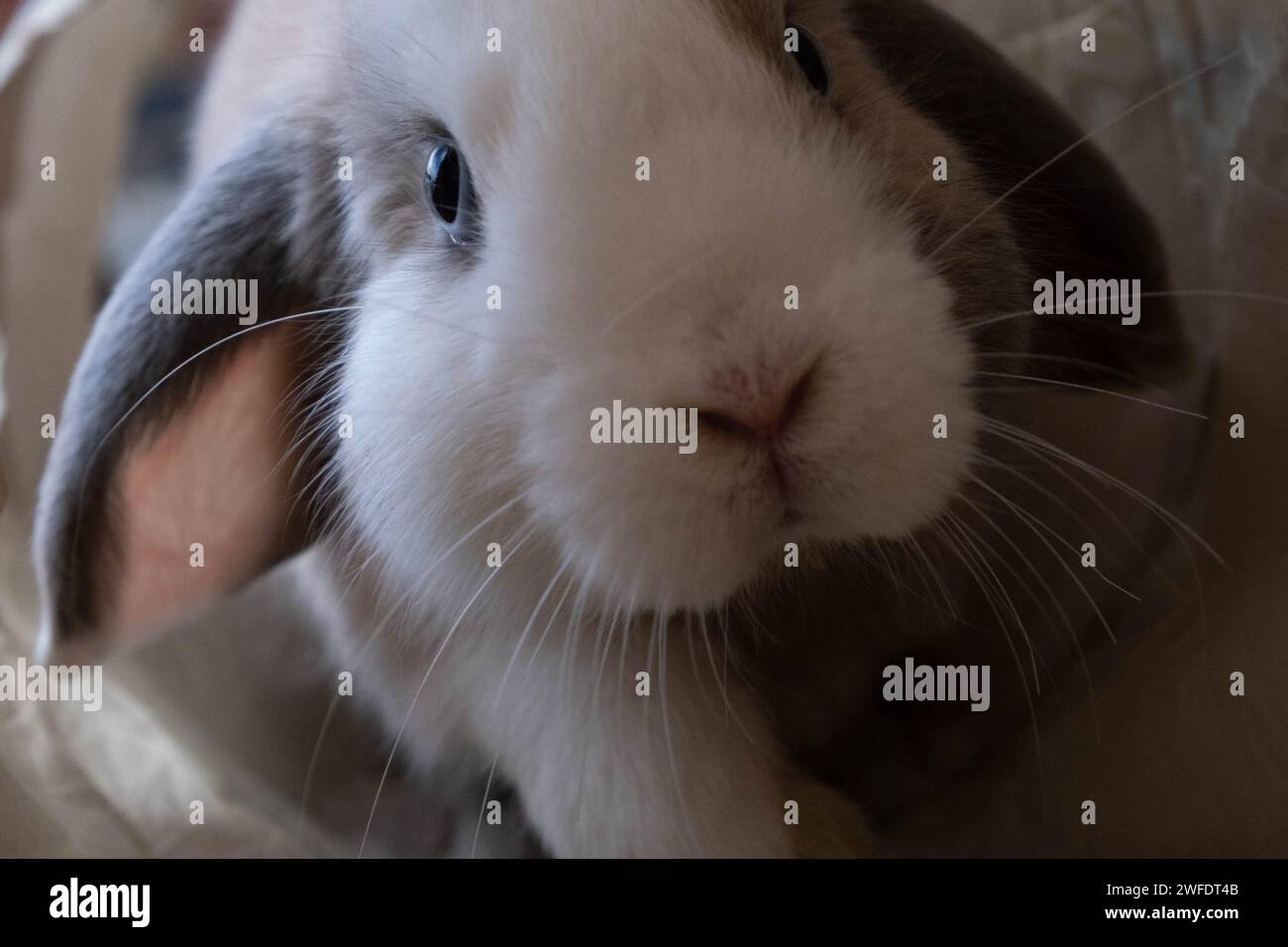 Rabbit lop ears hi-res stock photography and images - Alamy