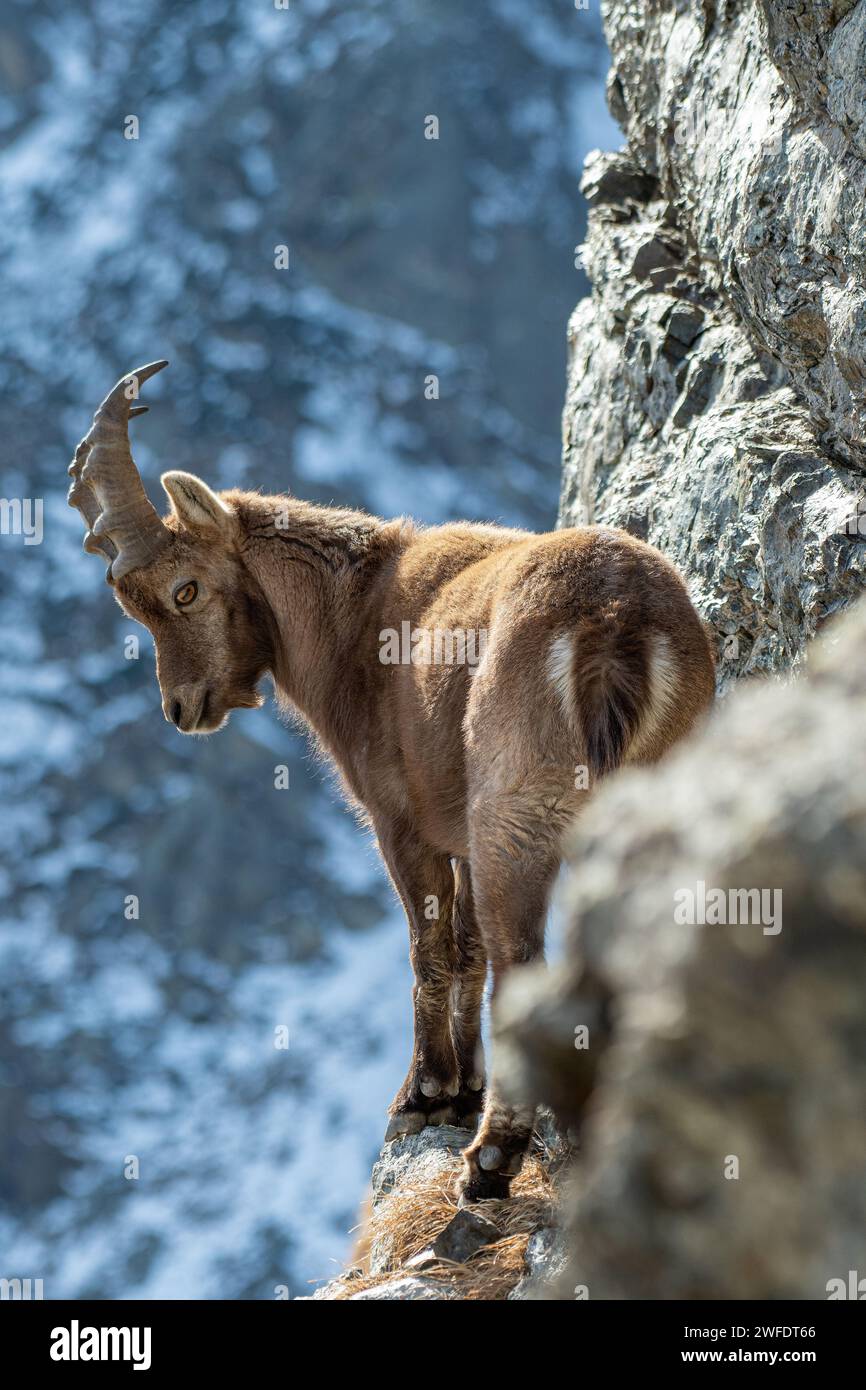 Male alpine ibex (Caprex) facing an incredibly steep cliff against ...