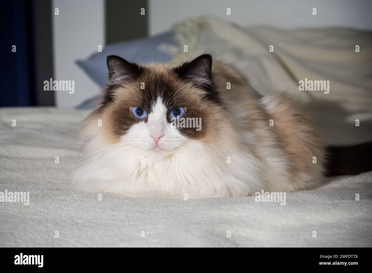 Beautiful young white purebred Ragdoll cat with blue eyes, on the bed ...
