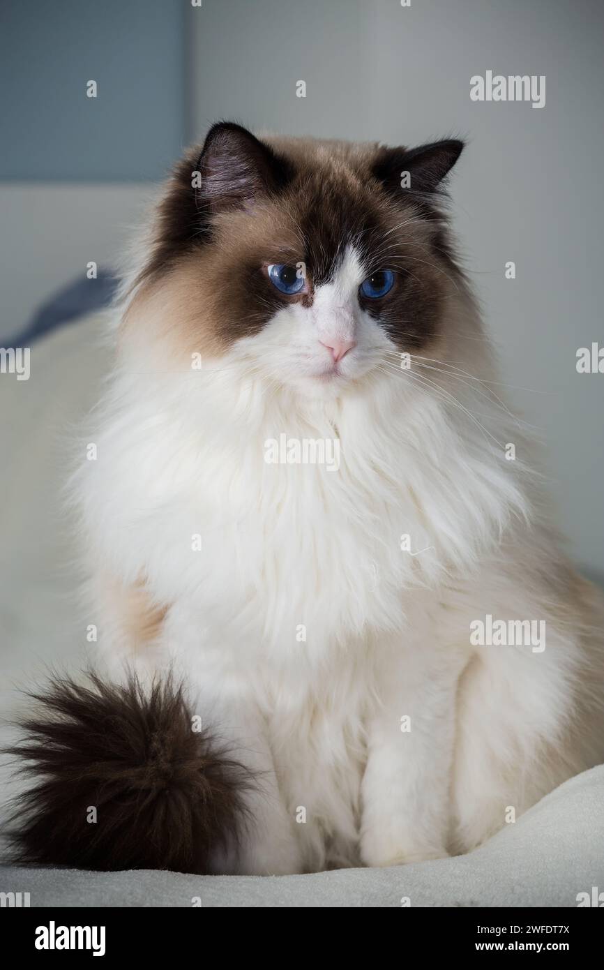 Beautiful young white purebred Ragdoll cat with blue eyes, on the bed ...