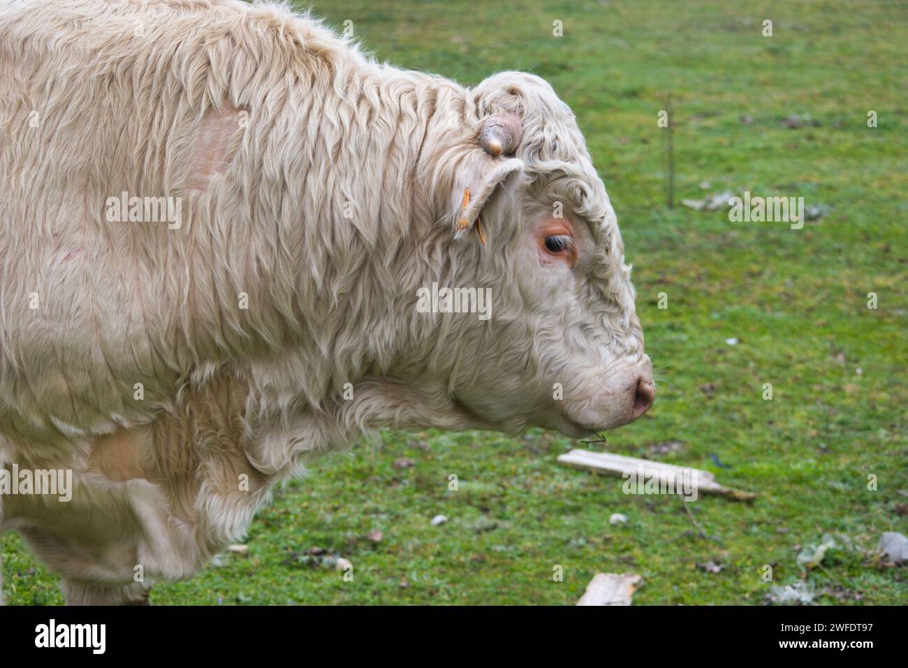 farm cattle grazing in a meadow in spain farm breeding Stock Photo - Alamy
