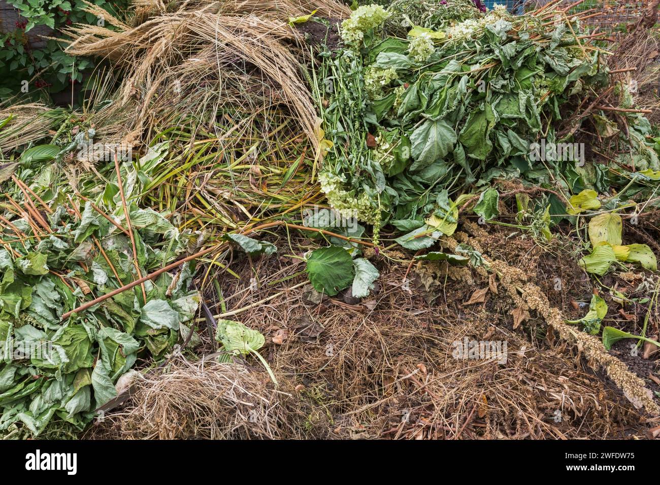 Wilted Hosta, Hydrangea and ornamental grass plants in pile of compost ...