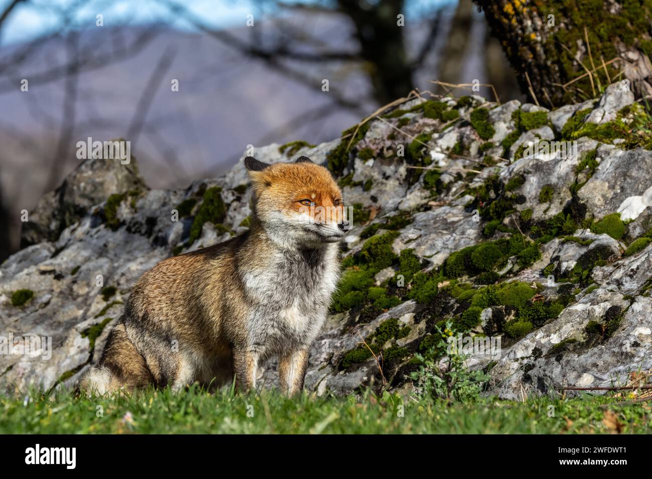 Colors in winter forest hi-res stock photography and images - Alamy