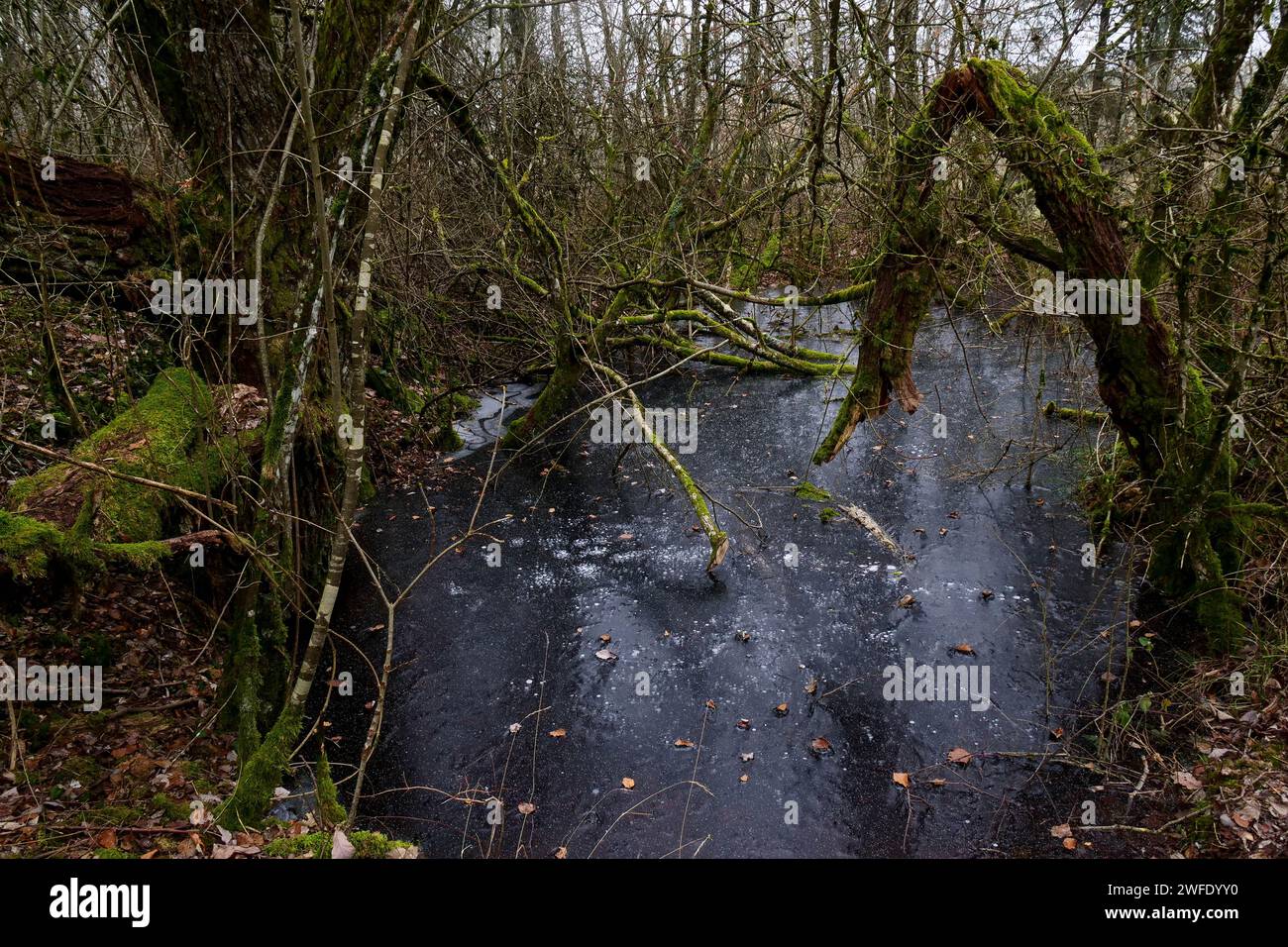 Shell hole, Douaumont fortress area, Verdun region, Meuse, France Stock ...