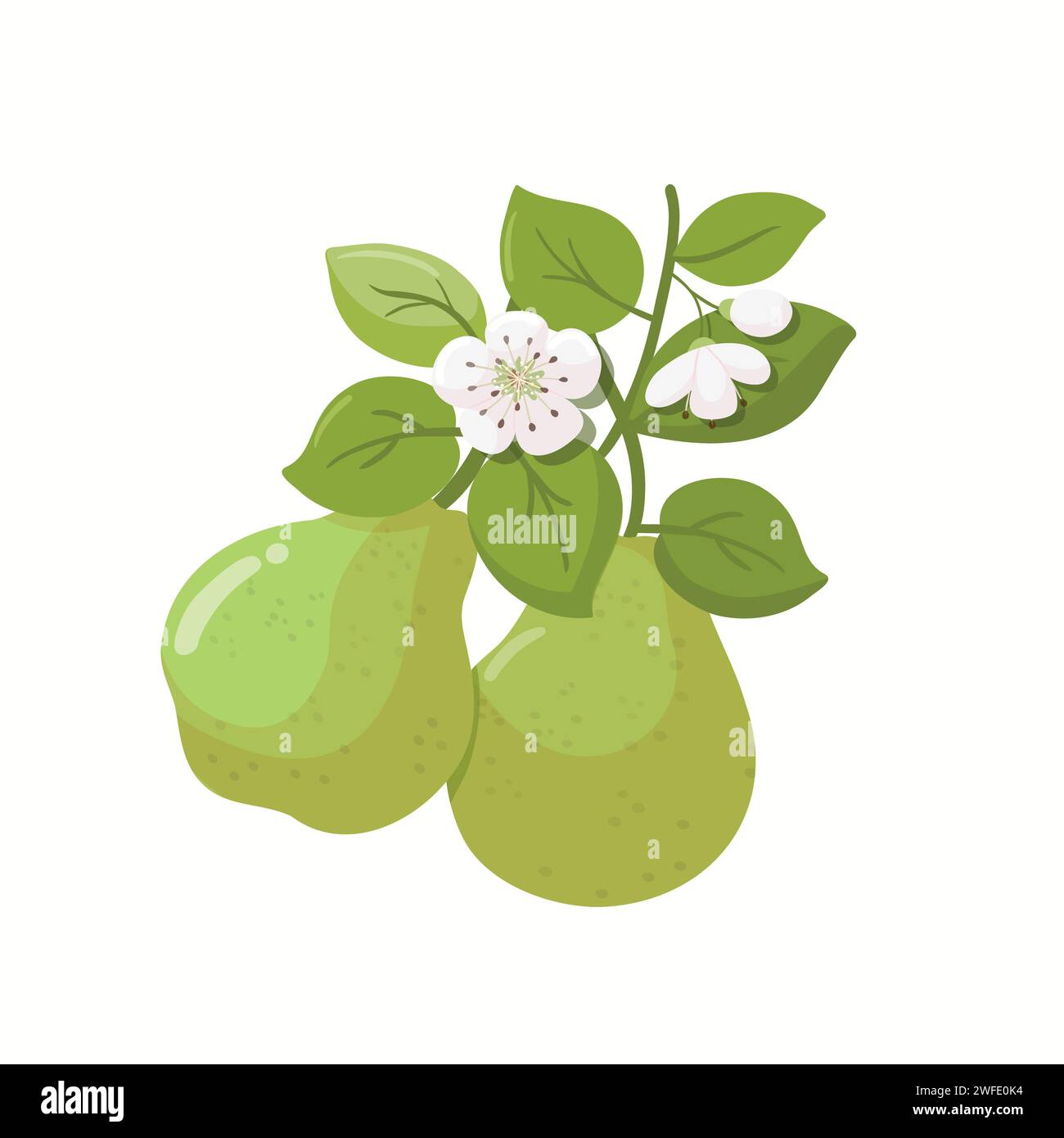 Pears branches Stock Vector Images - Alamy