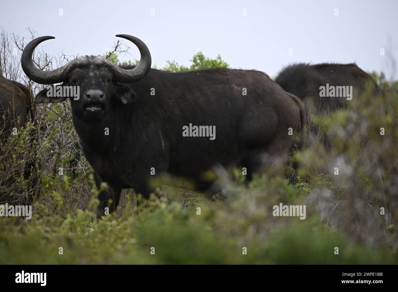 Discover one of the South African Big Five Stock Photo - Alamy