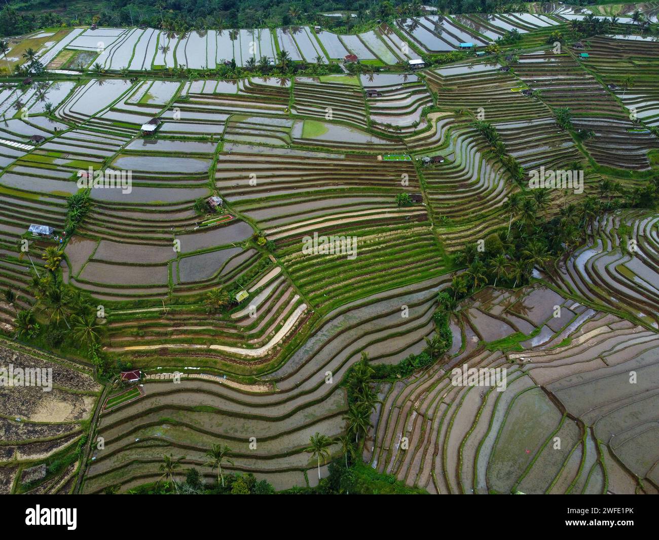Aerial view of rice terraces of Bali Stock Photo - Alamy