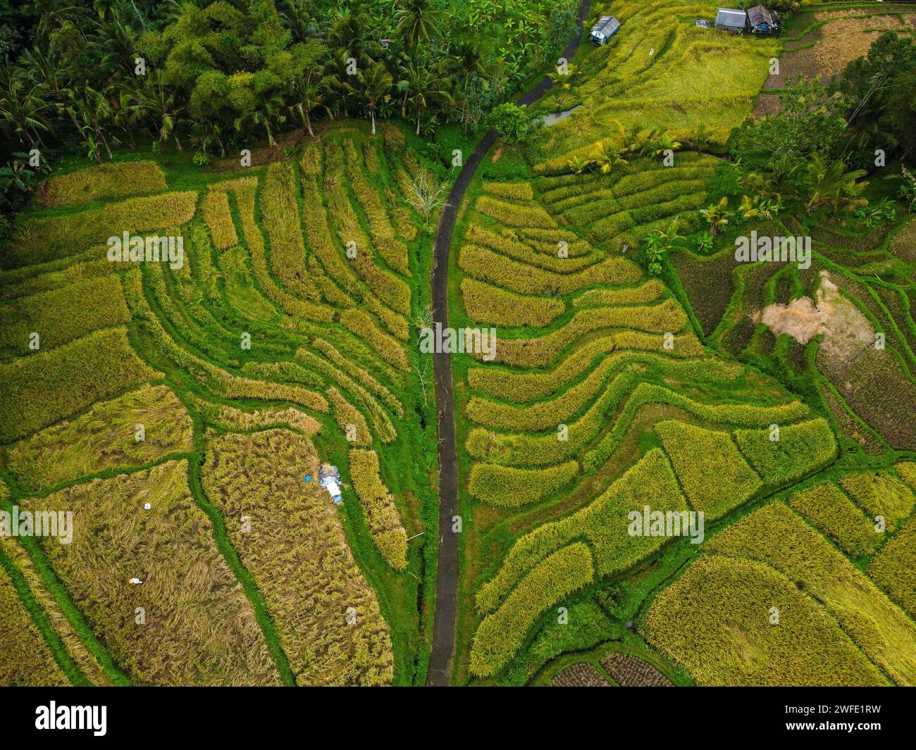 Aerial view of rice terraces of Bali Stock Photo - Alamy