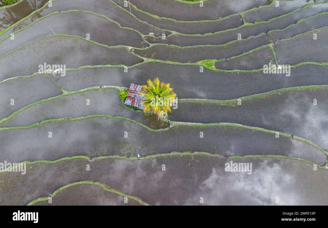 Aerial view of rice terraces of Bali Stock Photo - Alamy