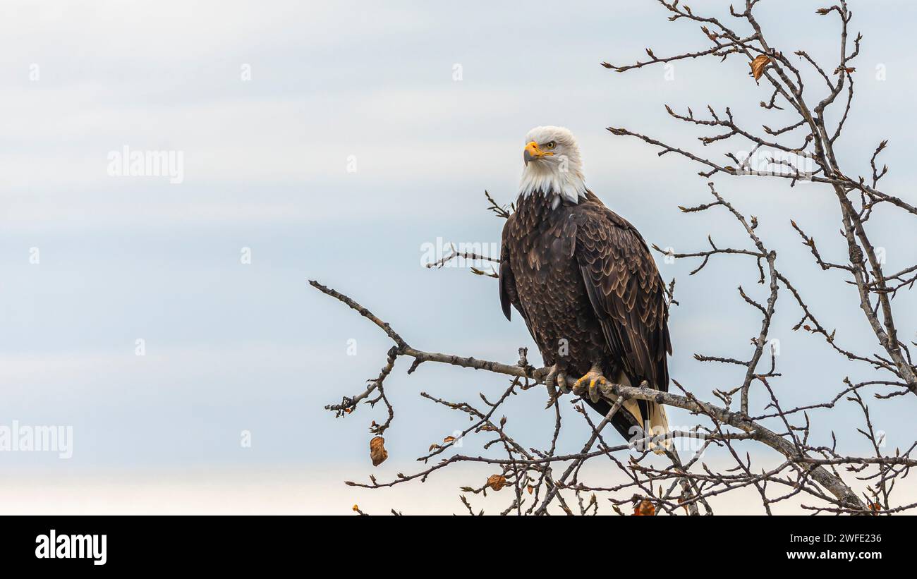 Eagle wallpaper hi-res stock photography and images - Alamy