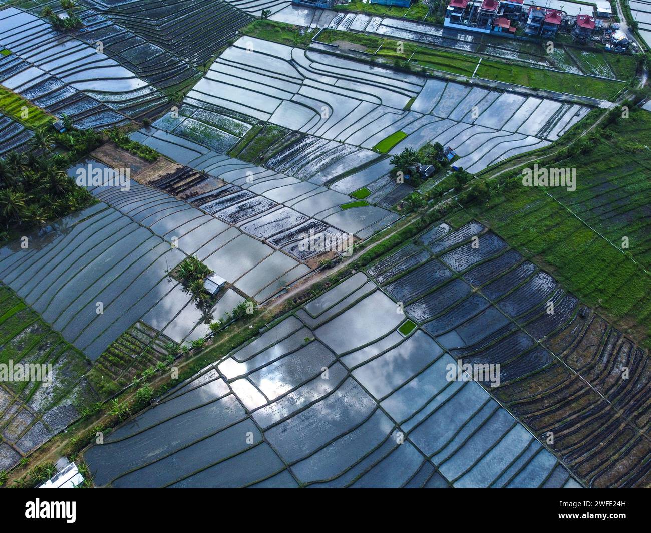 Aerial view of rice terraces of Bali Stock Photo - Alamy