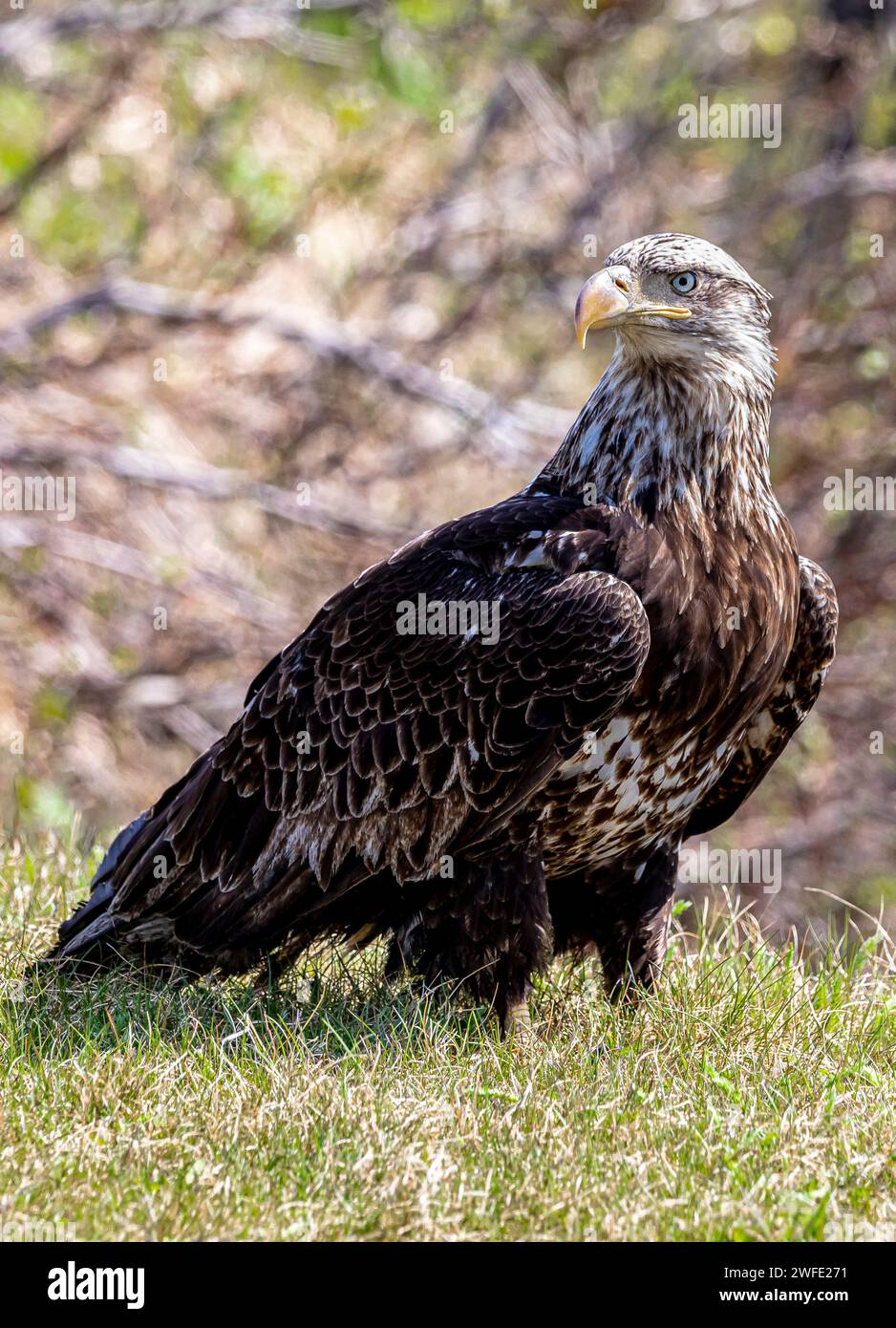 Bald Eagle in the grass Stock Photo - Alamy