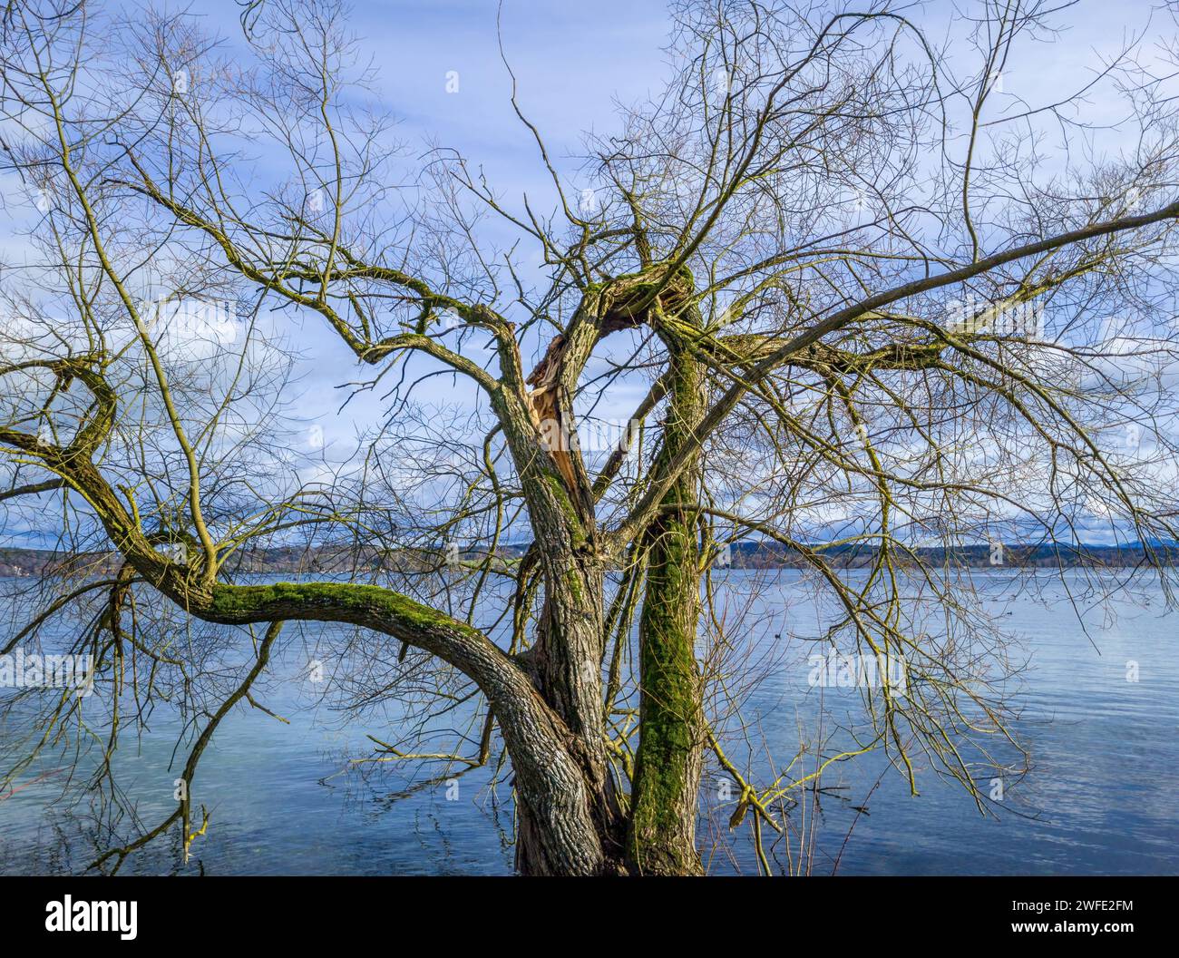 Baum ohne Blätter, bei Unwetter gespaltenem Ast im Winter Baum ohne ...