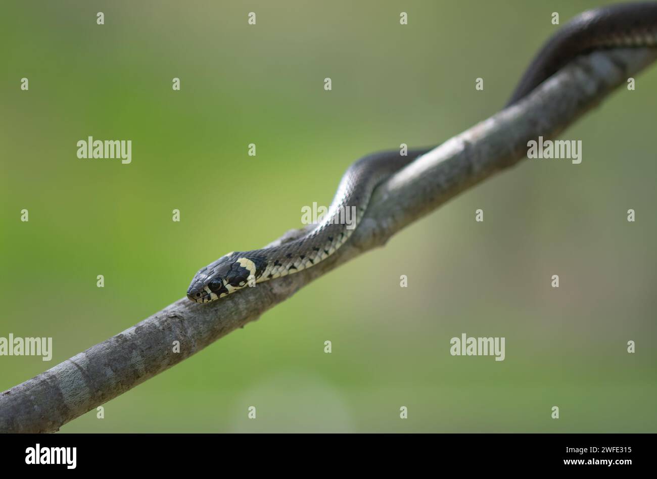 Snakes climbing hi-res stock photography and images - Alamy